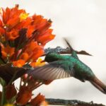 Cali: Birdwatching in la Cumbre - Who would love this tour?