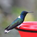 Cali: Hummingbird Watching & Photography Tour - An Authentic Birdwatching Adventure in Cali’s Mountains