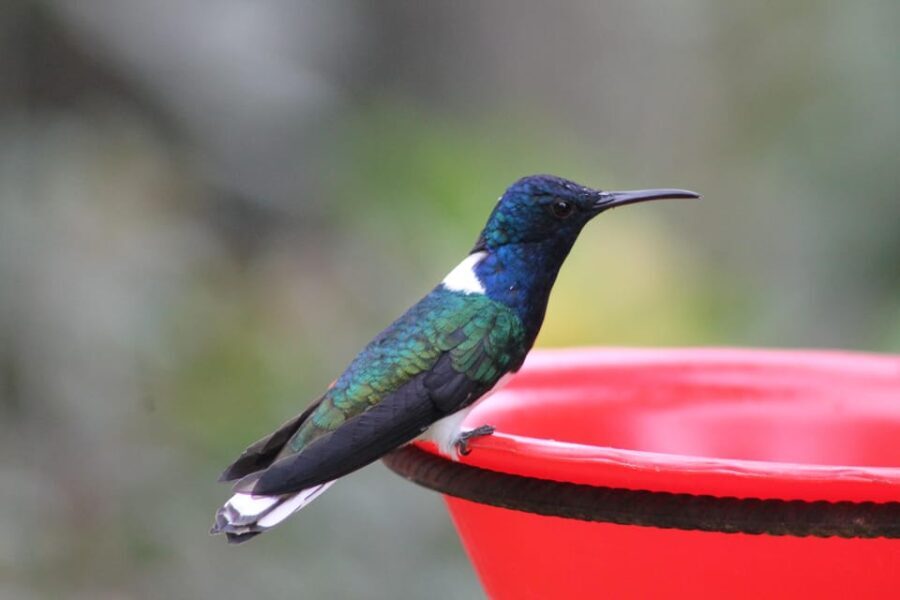 Cali: Hummingbird Watching & Photography Tour - An Authentic Birdwatching Adventure in Cali’s Mountains