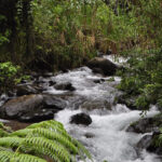 Cali: Jepp, Wala. food sovereignty, coffee tasting, river - Ascending to Nature: The Mountain Journey