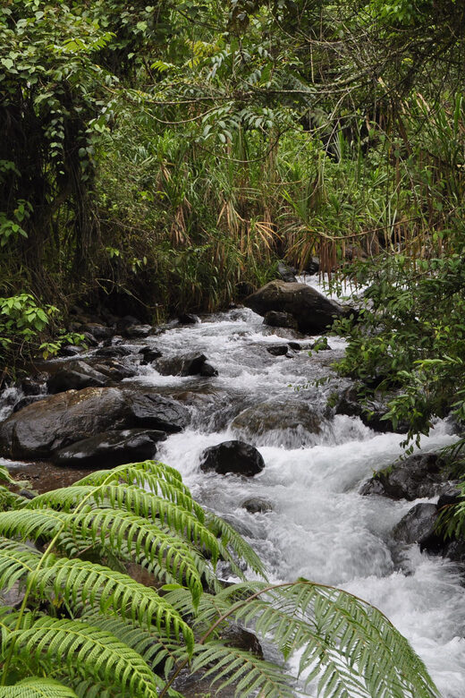 Cali: Jepp, Wala. food sovereignty, coffee tasting, river - Ascending to Nature: The Mountain Journey