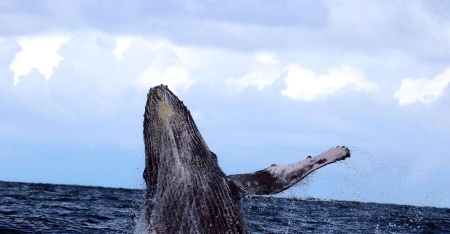 Cali: Whale Watching in the Colombian Pacific Coast - What Makes This Tour Special?