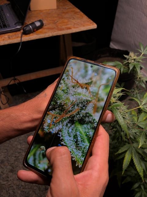 CANNABIS EXPERIENCE - The Sum Up