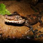 Capibara and caiman search on the Tambopata river - Exploring the Tour in Detail