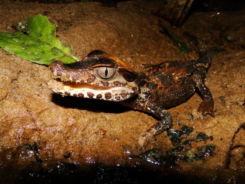 Capibara and caiman search on the Tambopata river - Exploring the Tour in Detail