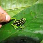 Carpishuyacu Waterfall Adventure - The Logistics and Practicalities