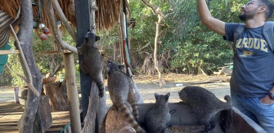 Cartagena: Canoe Tour through Mangroves - The Wildlife and Ecosystem