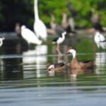 Cartagena: FISHERMEN'S ISLAND IN THE MANGROVES by canoe - Why This Tour Matters