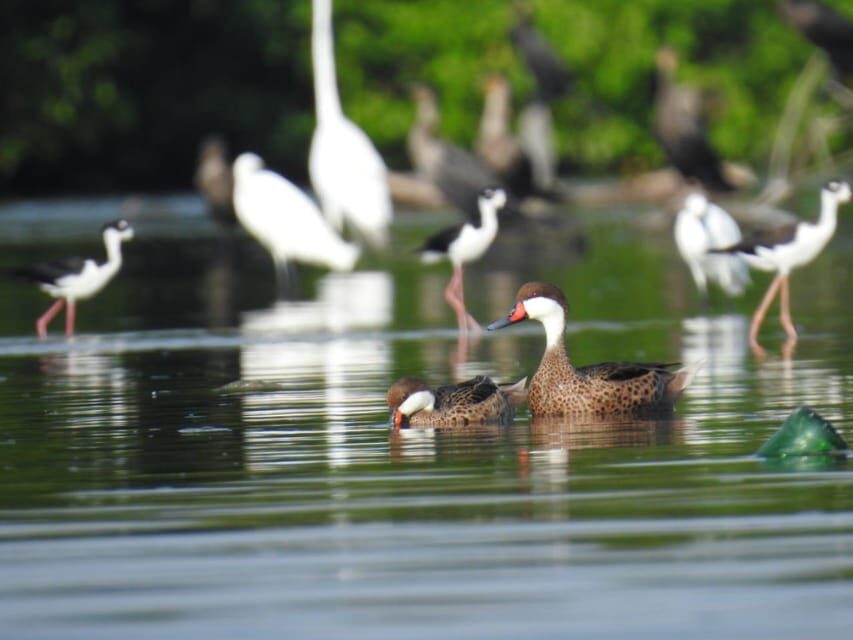 Cartagena: FISHERMEN'S ISLAND IN THE MANGROVES by canoe - Why This Tour Matters