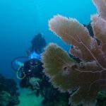 Cartagena: PADI DISCOVER SCUBA / MINICURSO DE BUCEO - An In-Depth Look at the Experience