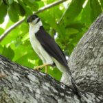 Cartagena: Private Bird-Watching Tour with Breakfast - What to Expect and What It Means for You
