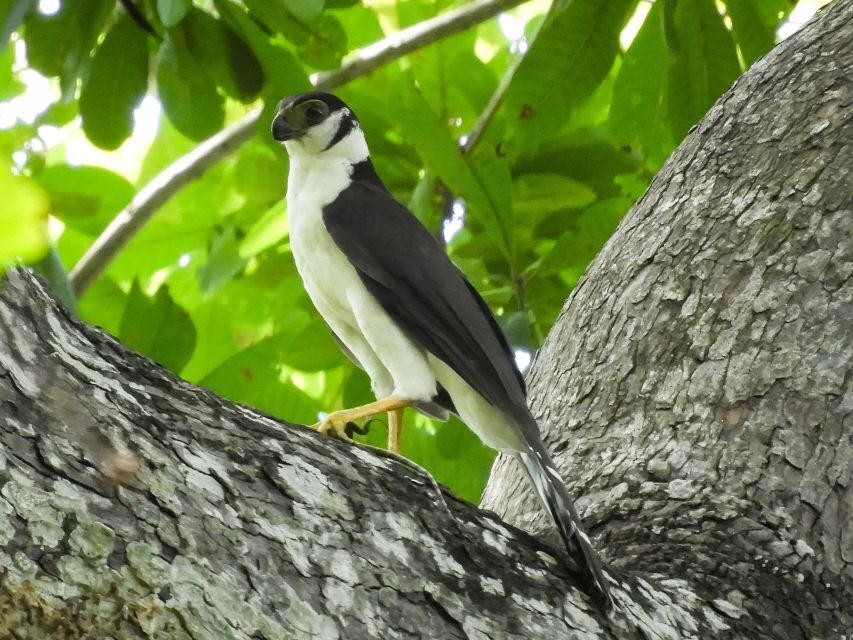 Cartagena: Private Bird-Watching Tour with Breakfast - What to Expect and What It Means for You