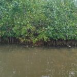 Cartagena: Private Sail in the mangrove GUIDE in ENGLISH - The Experience’s Strengths and Limitations