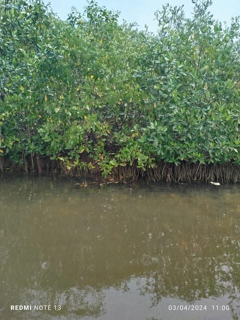 Cartagena: Private Sail in the mangrove GUIDE in ENGLISH - The Experience’s Strengths and Limitations