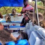Cartagena: Raccoon Island Snorkel, Mangrove, Photos & Lunch - The Good, the Not-So-Good, and What It Means for You