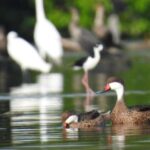 Cartagena: Sail in the mangroves of Cartagena - Who Should Consider This Tour?