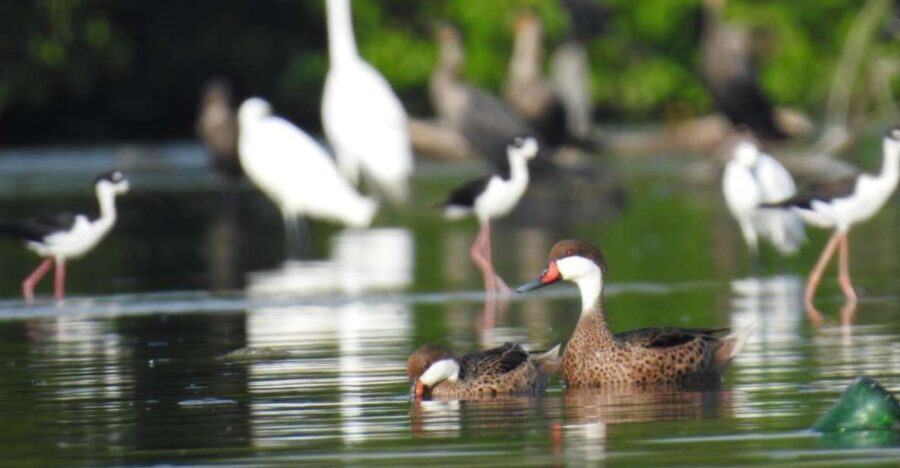 Cartagena: Sail in the mangroves of Cartagena - Who Should Consider This Tour?