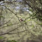 Chiclayo: Pomac Forest Historic Sanctuary & Sican Museum - What’s Included & What to Consider