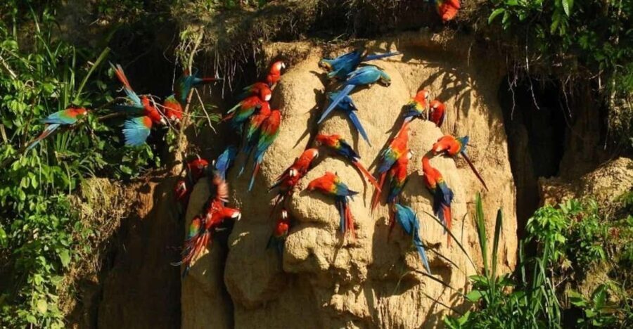 Chuncho Collpa Tour 2/3 Day Tour - An In-Depth Look at the Chuncho Collpa Tour