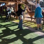 City Tour Cusco & Camelids Tour & Pachamanca - Practical Aspects and Value