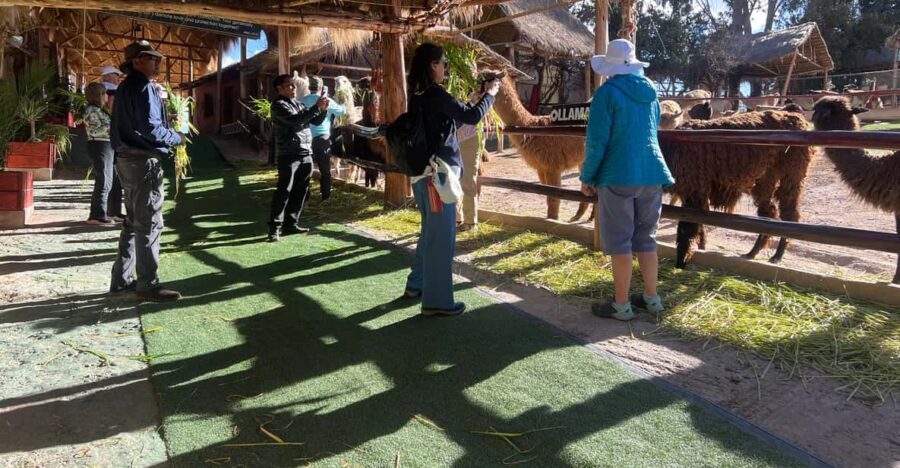 City Tour Cusco & Camelids Tour & Pachamanca - Practical Aspects and Value