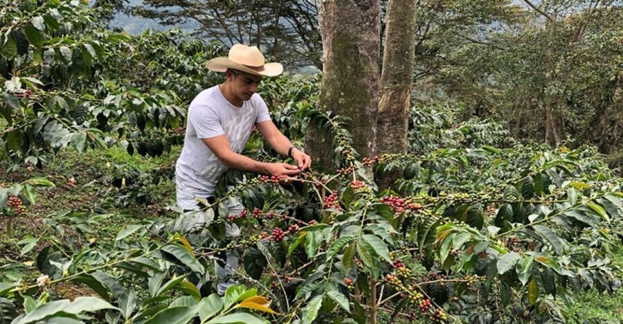 Coffee Farm and Salento Walking Tour - Who Should Consider This Tour?