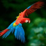 Collpa Guacamayo 2D Excursion | Jungle sunset | - What’s Included and What’s Not