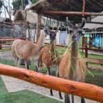 Cusco: Alpaca and Llama Farm Tour w/ Transfer & Weaving Demo - The Sum Up