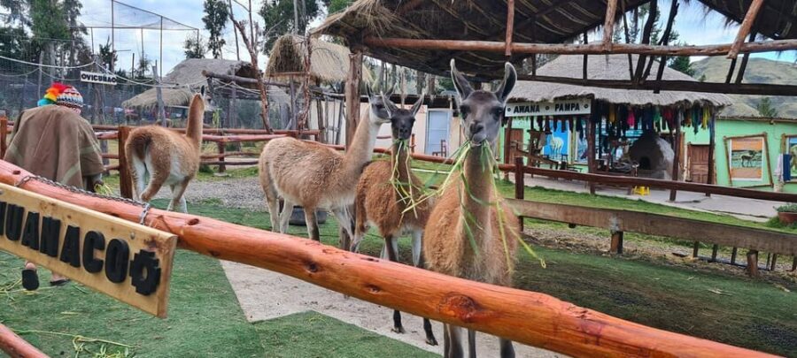 Cusco: Alpaca and Llama Farm Tour w/ Transfer & Weaving Demo - The Sum Up