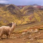 Cusco: Full-Day Private Hike to Palcoyo Rainbow Mountain - The Transportation and Timing