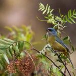 Cusco: Huacarpay Lake Bird Watching Tour with Breakfast - Who Will Love This Tour?