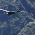 Day Trip from Arequipa: Explore the Majestic Colca Canyon - What’s Included and What to Keep in Mind