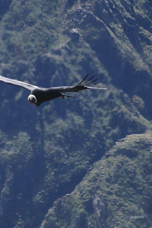 Day Trip from Arequipa: Explore the Majestic Colca Canyon - What’s Included and What to Keep in Mind