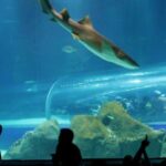 Discover AquaRio & Olympic Boulevard: Marine Life and Art - The Itinerary in Detail