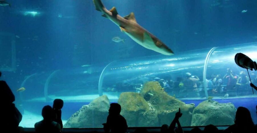 Discover AquaRio & Olympic Boulevard: Marine Life and Art - The Itinerary in Detail