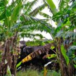 Easter Island: Full Day Ancestral Caves and Orongo Village - Itinerary Breakdown: What to Expect