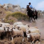 El Calafate: Estancia 25 de Mayo Tour with Dinner & Transfer - An In-Depth Look at the Estancia 25 de Mayo Tour