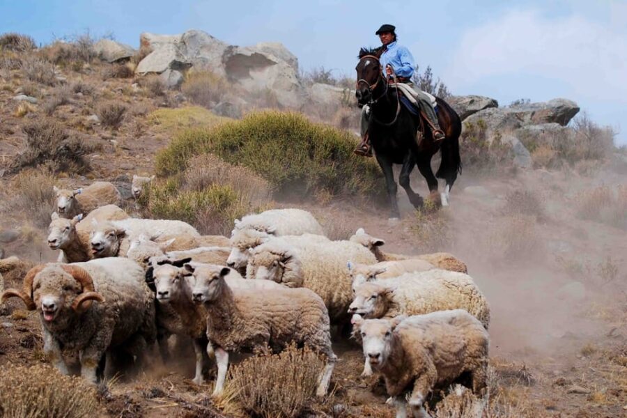 El Calafate: Estancia 25 de Mayo Tour with Dinner & Transfer - An In-Depth Look at the Estancia 25 de Mayo Tour