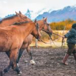 El Calafate: Nibepo Aike Ranch with Horseback Riding - What to Expect at Nibepo Aike