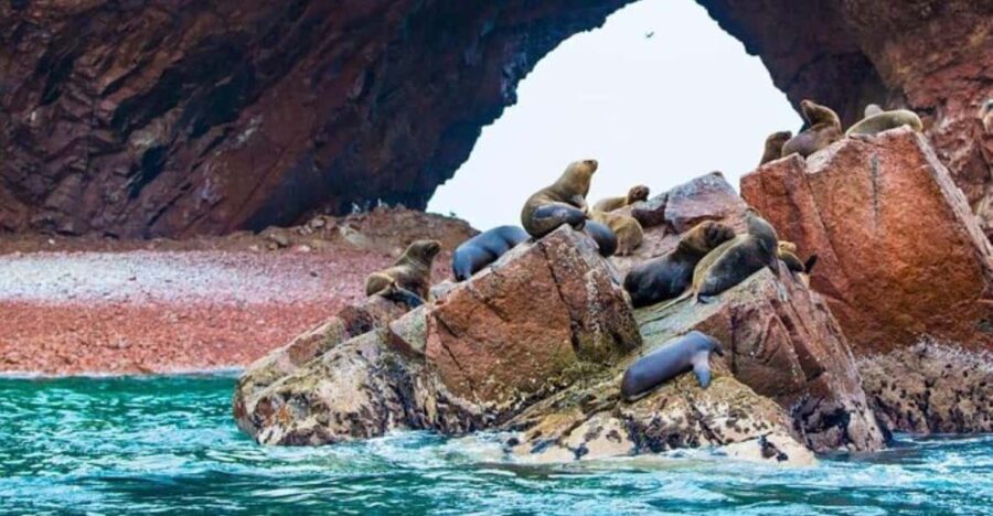 Excursion: Ballestas Islands and Paracas National Reserve - What’s Included and What’s Not
