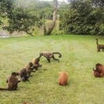 Excursion to Monkey Island - The Value of the Experience