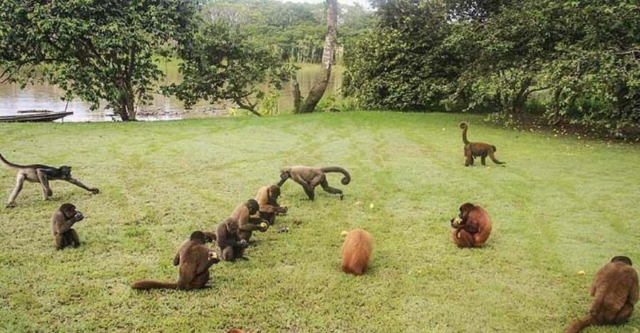 Excursion to Monkey Island - The Value of the Experience