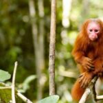 Excursion to the Pacaya Samiria National Reserve Jungle. - What We Truly Think