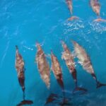 Fernando de Noronha: Catamaran Tour with meal and transfer - A Detailed Look at the Itinerary and What to Expect