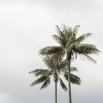 Filandia, Salento and Cocora Valley Private Tour - Who Is This Tour Best For?