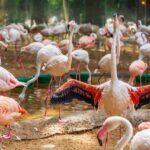 Foz do Iguaçu: Bird Park Experience - Practicalities and Tips