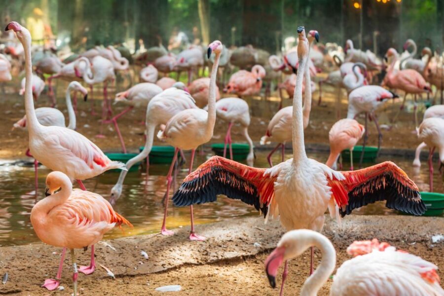 Foz do Iguaçu: Bird Park Experience - Practicalities and Tips