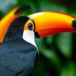 Foz do Iguaçu: Bird Park Tour with Tickets - A Detailed Look at the Experience