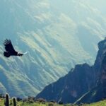 From Arequipa: 1-Day Colca Canyon Tour with Transfer to Puno - Exploring the Day Step-by-Step