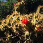 From Arequipa: 3-Day Colca Canyon Trek - What’s Included and What’s Not